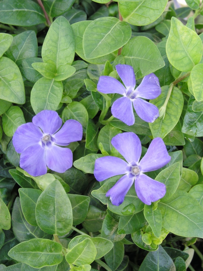Vinca minor 'Bowles' | Common Periwinkle | Wilson Farm, Inc.