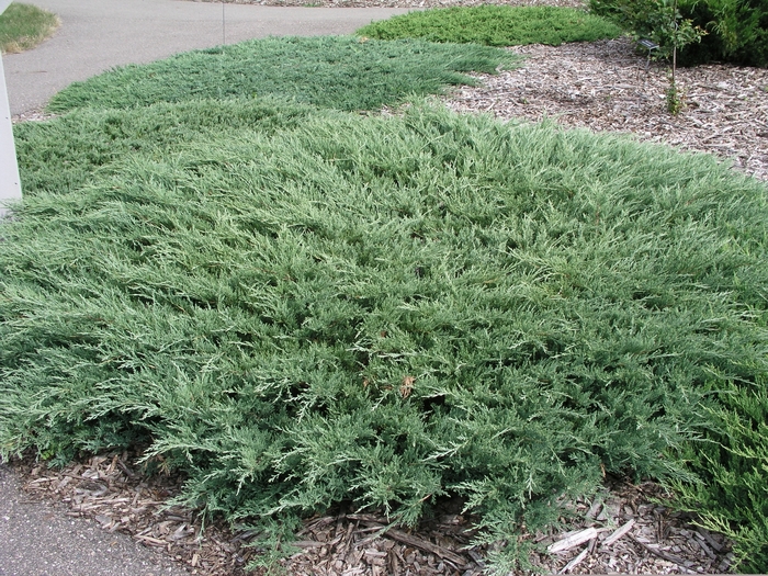 Juniperus | Juniper Andorra | Wilson Farm, Inc.