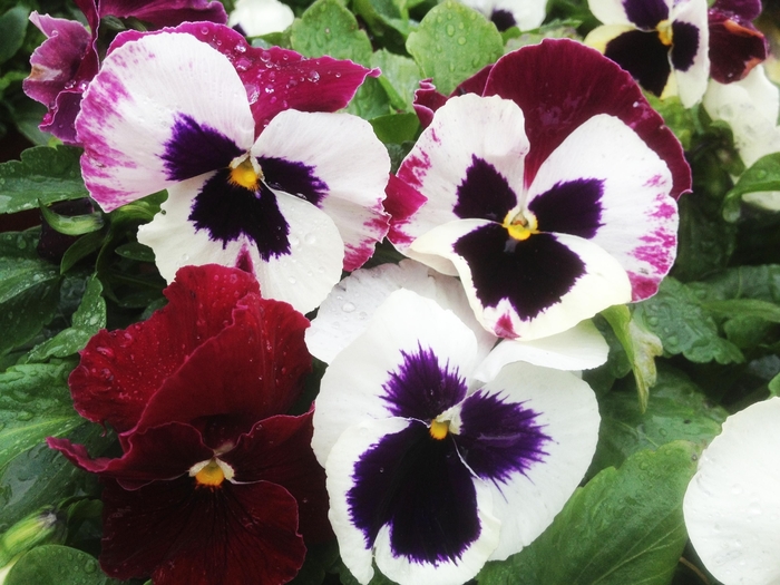 Viola x wittrockiana 'Matrix® Raspberry Sundae Mix' | Pansy | Wilson ...