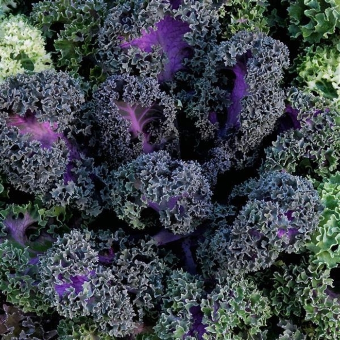 Brassica oleracea | Yokohama Red Flowering Kale | Wilson Farm, Inc.